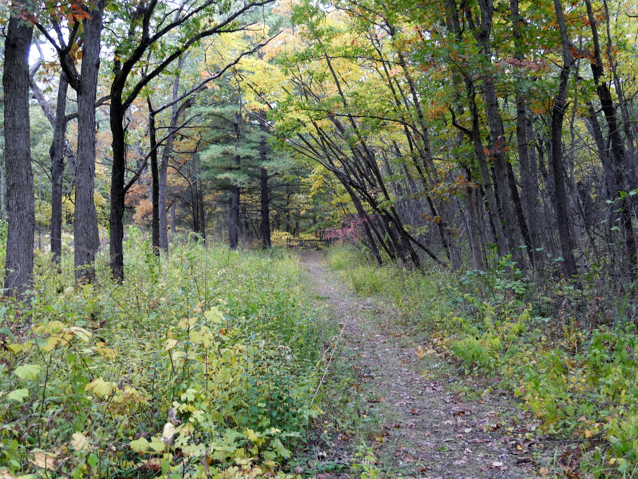 American Travel Journal: Dune Ridge Trail - Indiana Dunes National Park