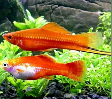 10 Cara Merawat Ikan Pedang (Swordtail) yang Benar JejakSemut