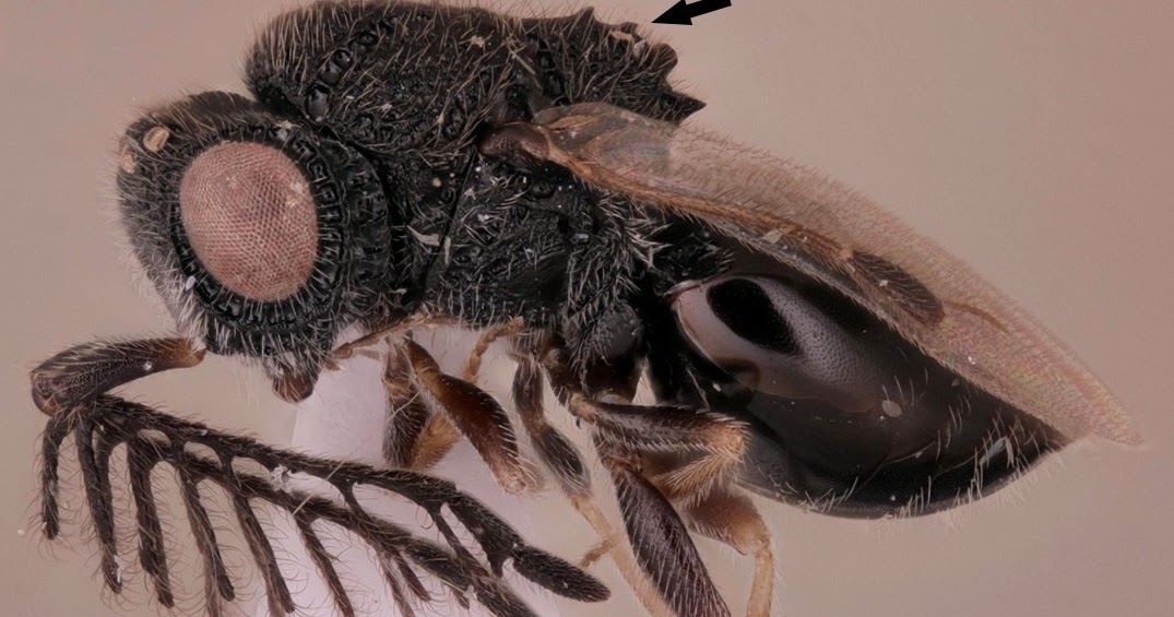 Species New to Science: [Entomology • 2018] Dendrocerus scutellaris ...
