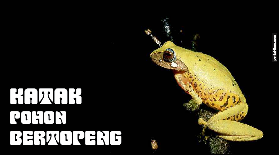 Deskripsi Katak Pohon Bertopeng (Masked Tree Frog) - Rhacophorus ...