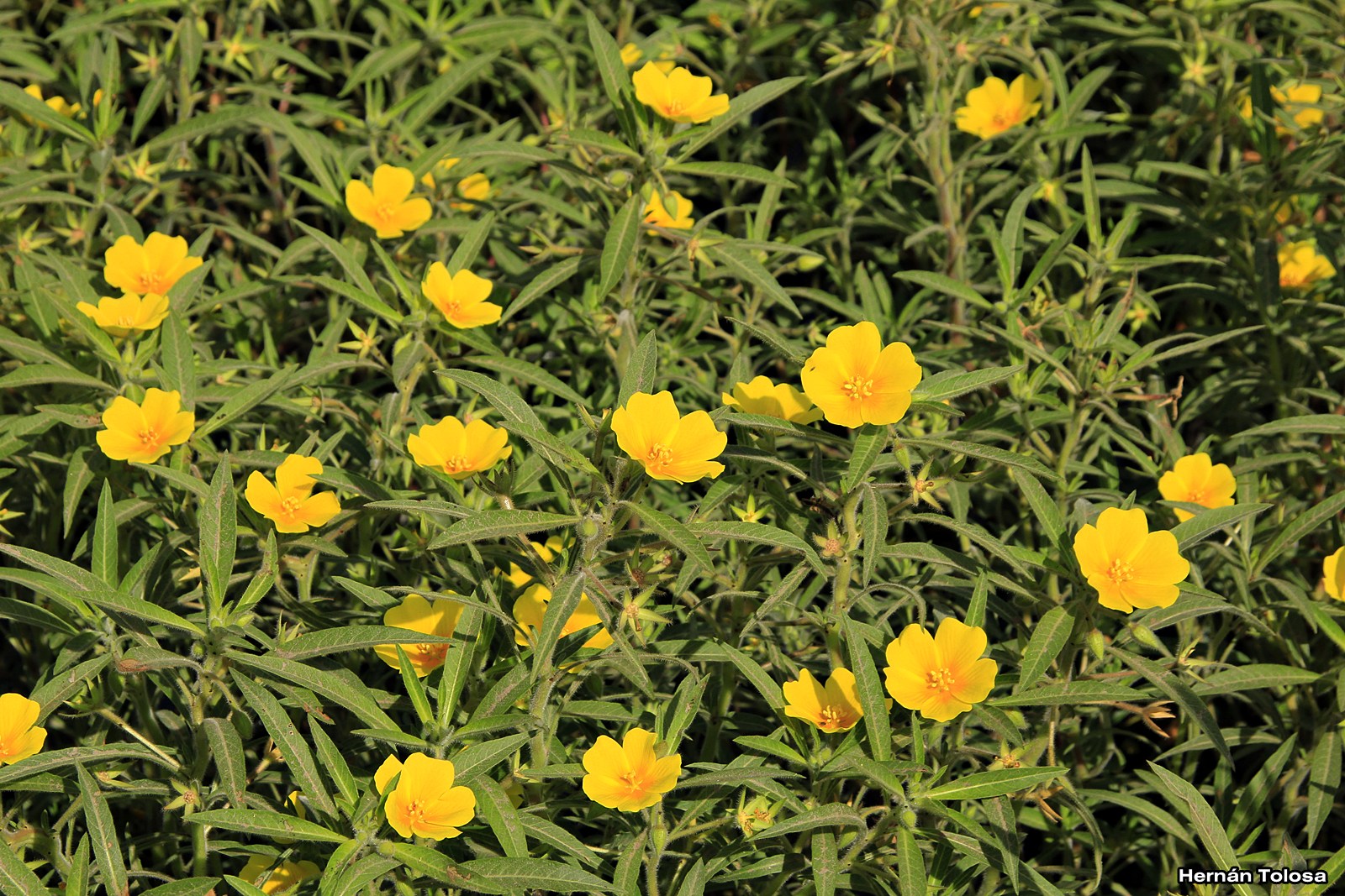 Flora Bonaerense: Duraznillo de agua (Ludwigia peploides)