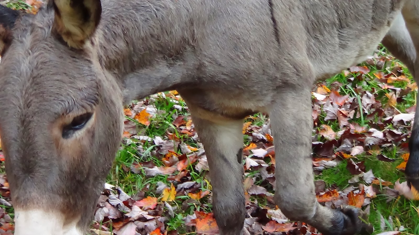 WATERFALL ROAD: JENNY FEMALE DONKEY