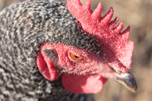 Ba-Gawks: Awkward Chicken Files: Close Ups