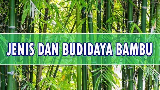 Mengenal Jenis dan Budidaya Bambu - Nur Fadhilah Syahrawi