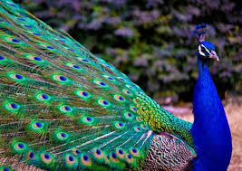 Actividad 1 Periodo 3 10 y 11 Artes Plásticas Hector Pabon