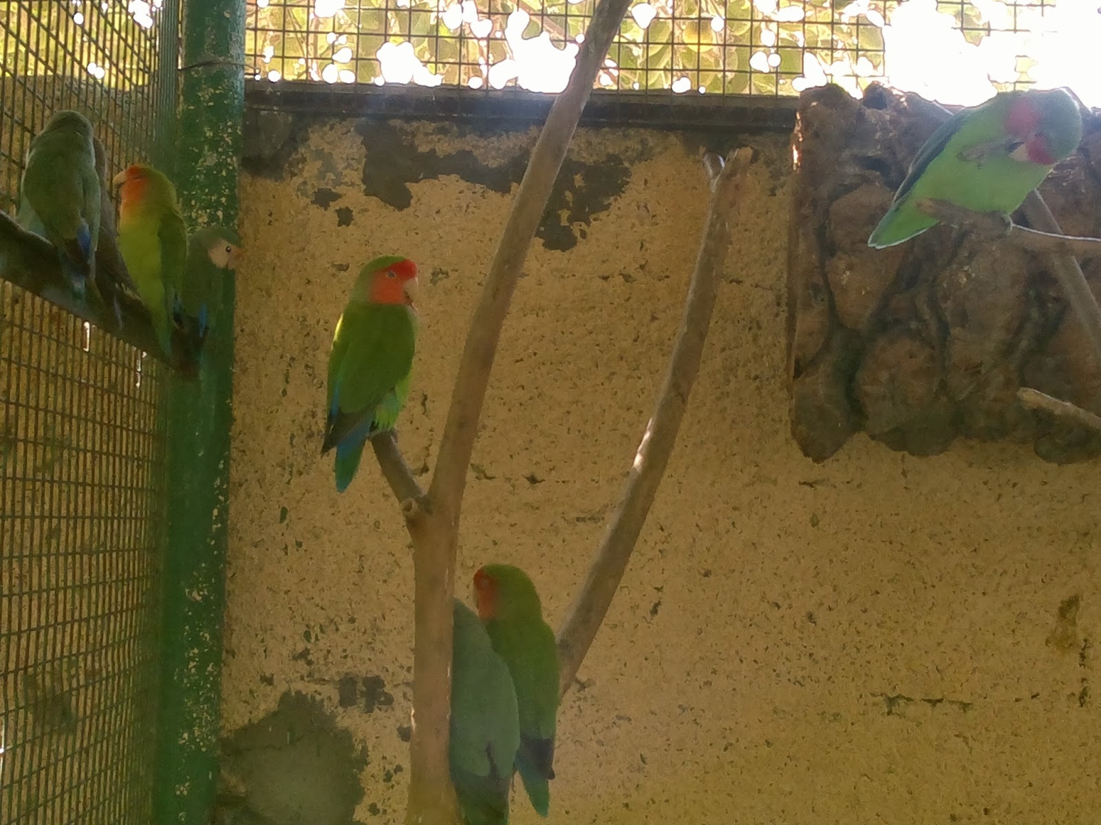 Mumbaikars In Muscat: A visit to Barka Zoo