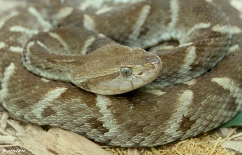 Ofidico: Bothrops Atrox