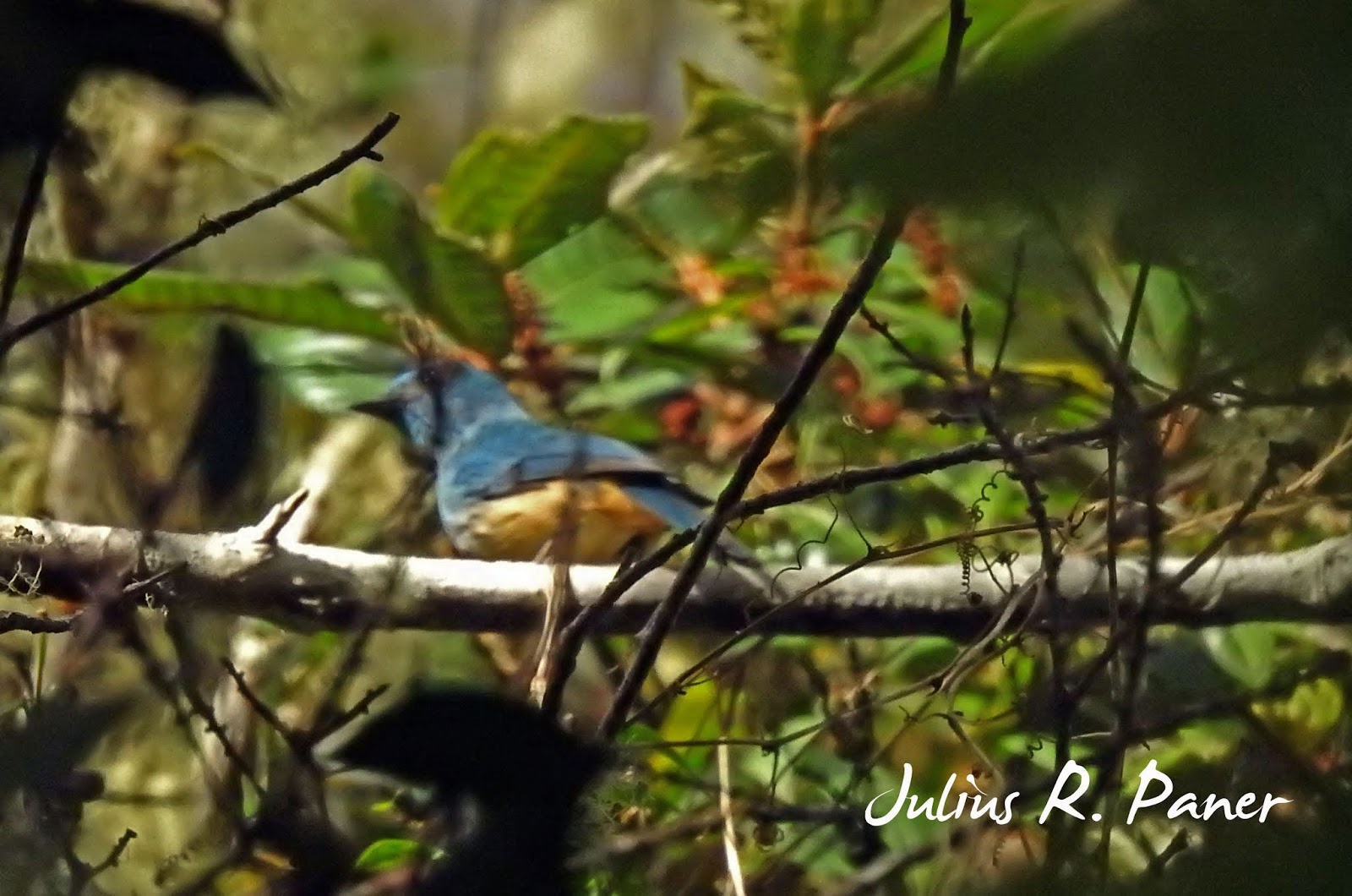 LOGSAC: Birding along Tinikaran Trail to Mt. Apo