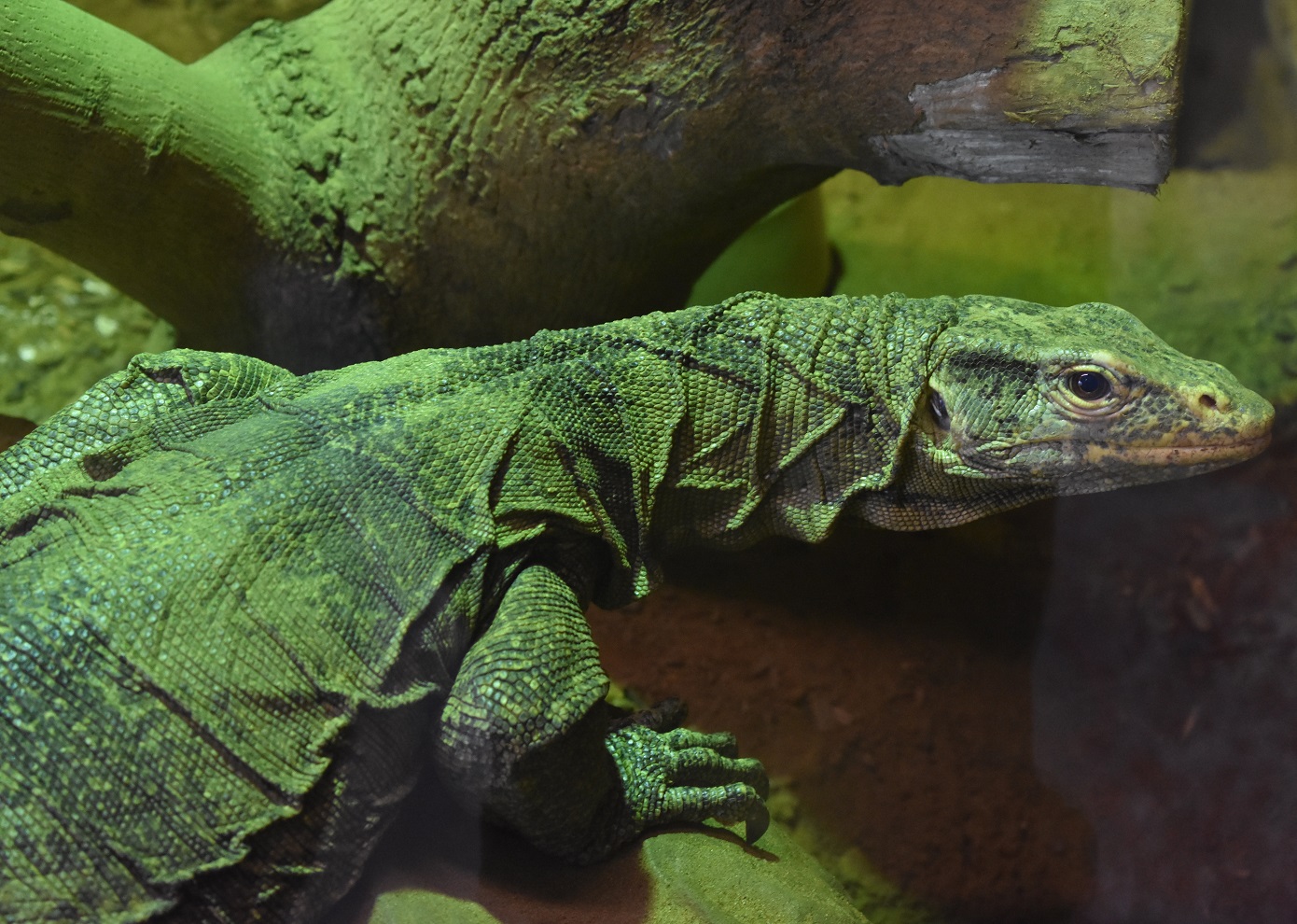 ZOOTOGRAFIANDO (6.100 ANIMALS): VARANO DE GRAY / GRAY´S MONITOR ...