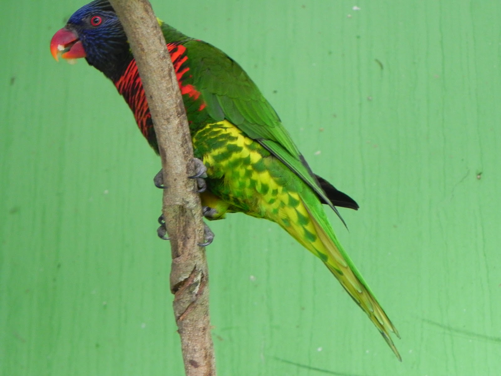 Viveiro Harmonia: LÓRIS ARCO-ÍRIS