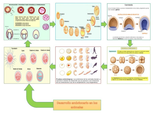 Desarrollo embrionario EN LOS ANIMALES