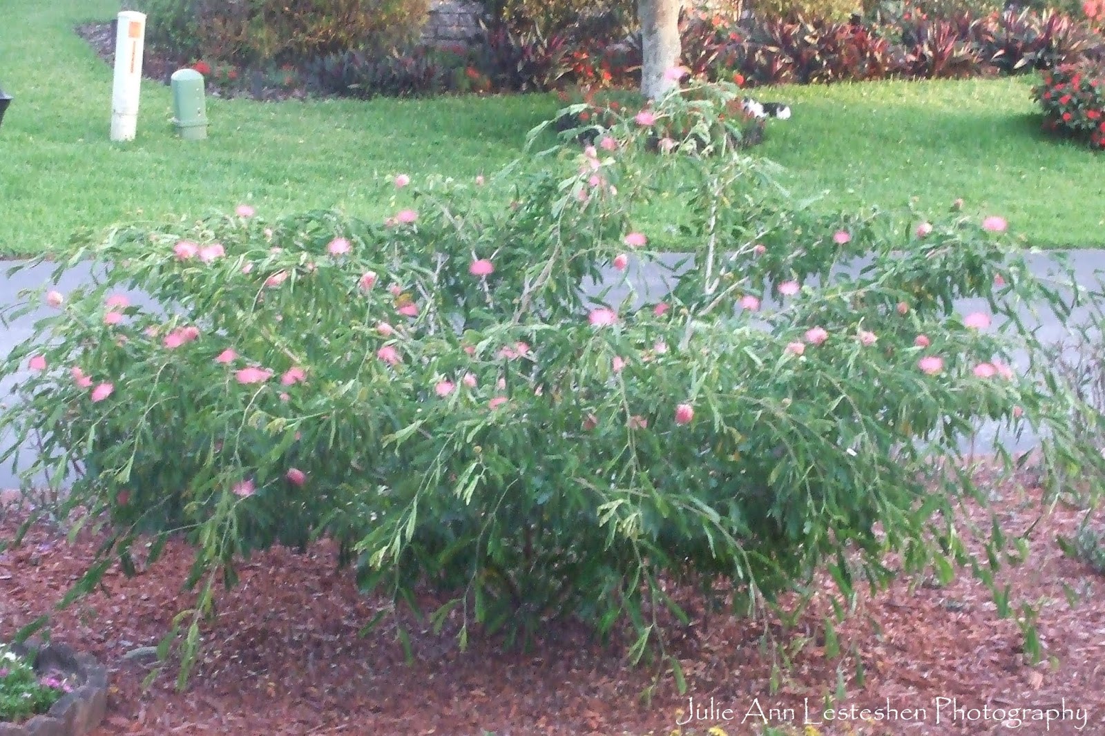 Julie Ann Brady : Blog On: Pink Powder Puff Calliandra surinamensis