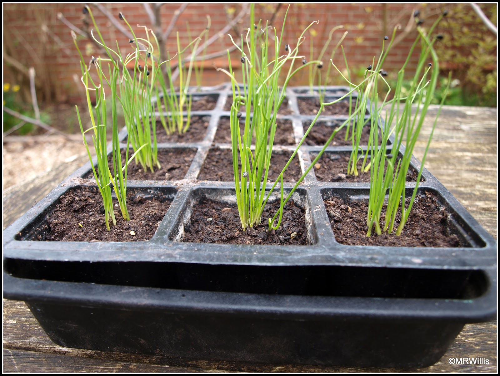 Mark's Veg Plot: Onions