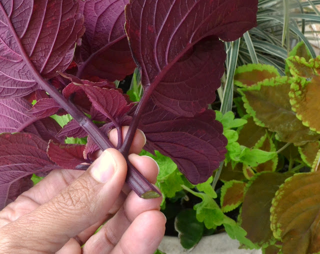 The Homeless Finch: How To Root Coleus. It's Easy. (and a Feature!)