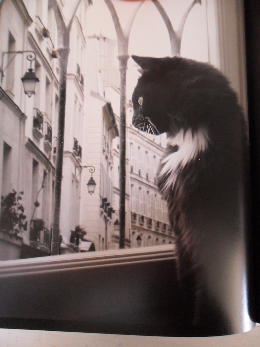 Nostalgia, Mystery And Arty Gardens.: A BOOK A MONTH - THE FRENCH CAT