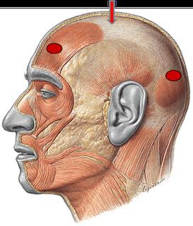 Músculos cutáneos del cráneo: Músculos frontal y occipital ...