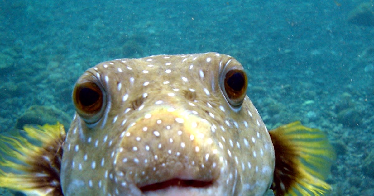 Autism - Day by Day: Fishing For Answers to Autism Puzzle