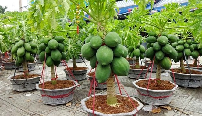 Cara Menanam Pepaya Dalam Pot Menggunakan Biji Agar Cepat Berbuah!