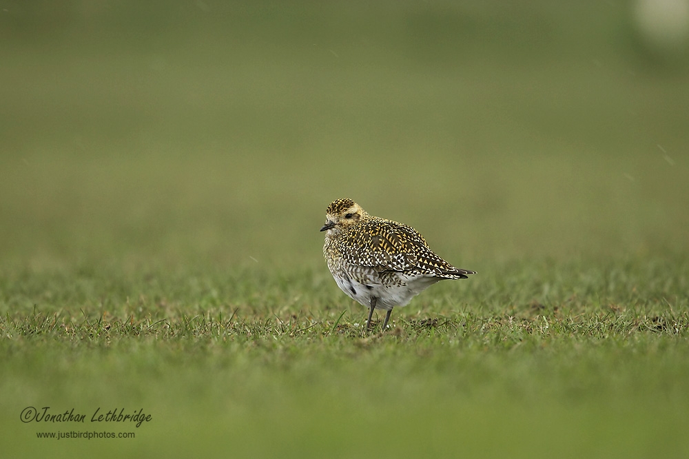 Wanstead Birding: March