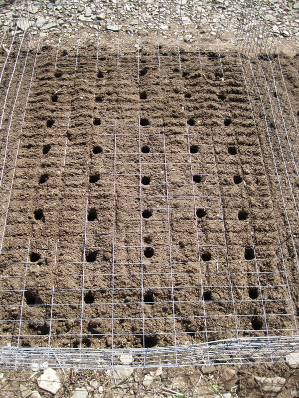 Plants And Stones Potato Onion Spacing plants-and-stones-potato-onion-spacing