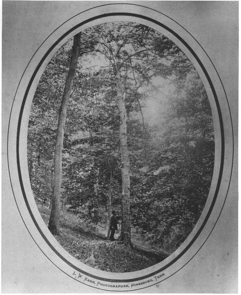 secretarisvogel: Daniel Boone Tree