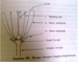 Hairiani "miiyanni": MORFOLOGI TUMBUHAN TENTANG BUNGA