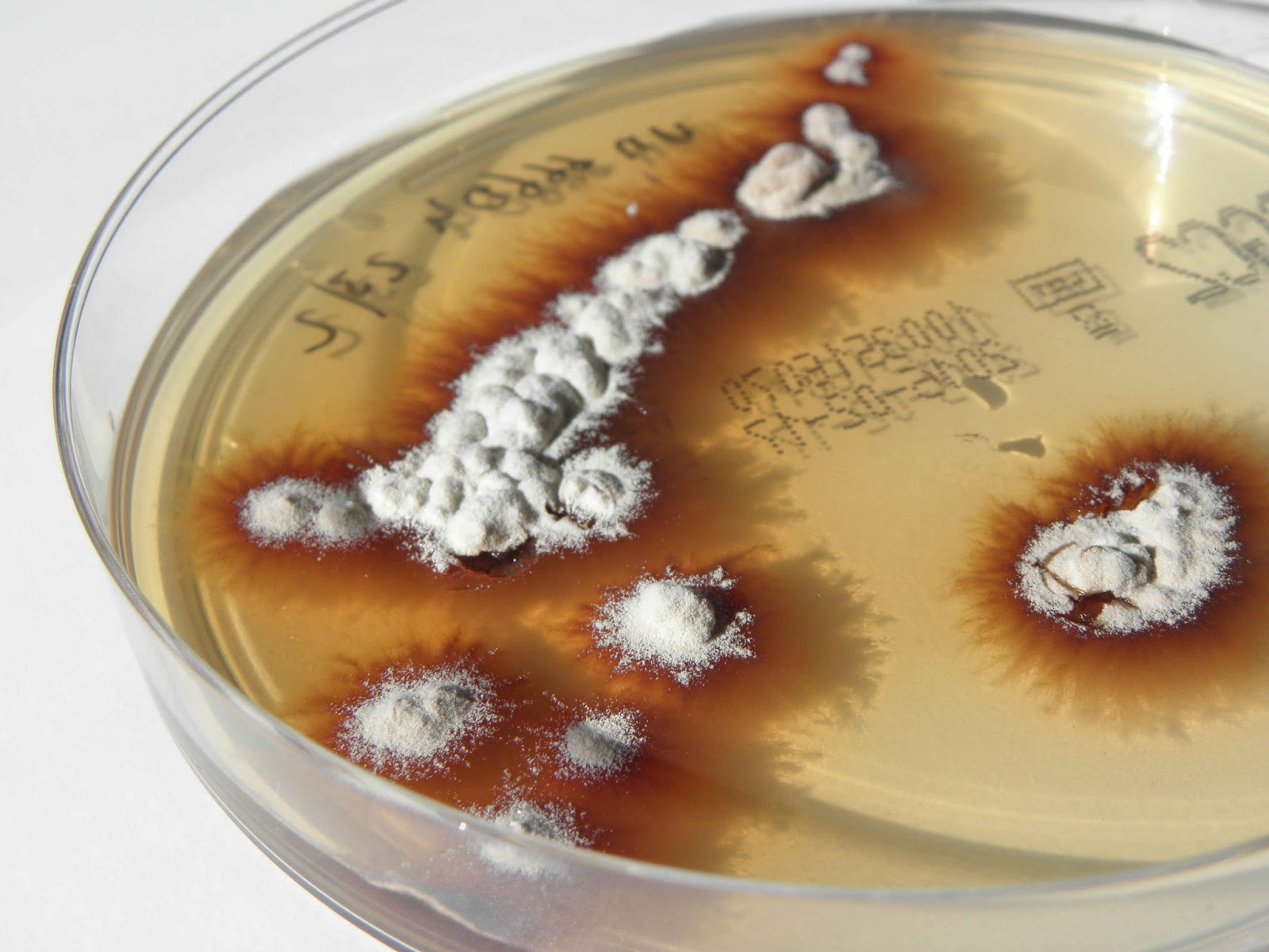 ATLAS MICOLOGIA: TRICHOPHYTON VERRUCOSUM
