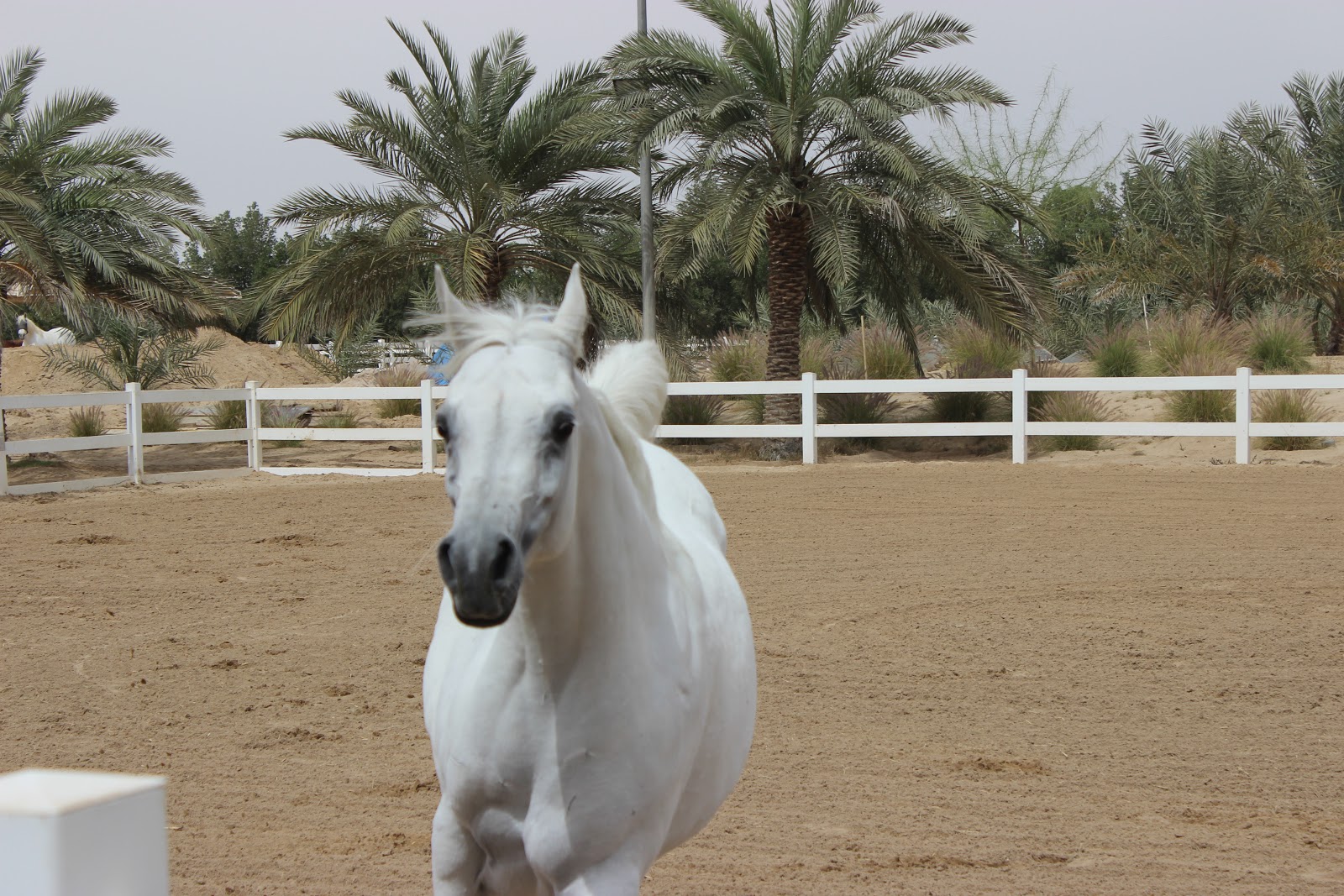 Kuwait Uncensored: Ajmal Arabian Stud Farm- Arabian Horse Farm