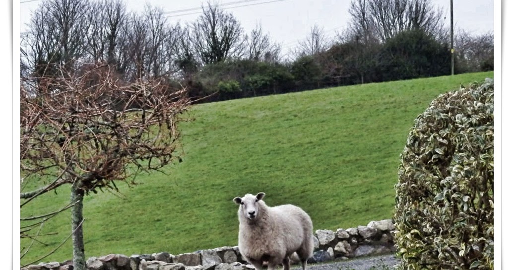 Mike's Cornwall: A SHEEP WITH ATTITUDE!