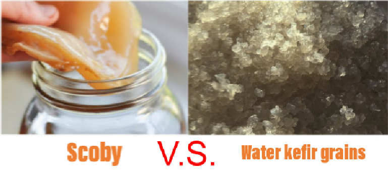 Difference between kombucha SCOBY and water kefir grain