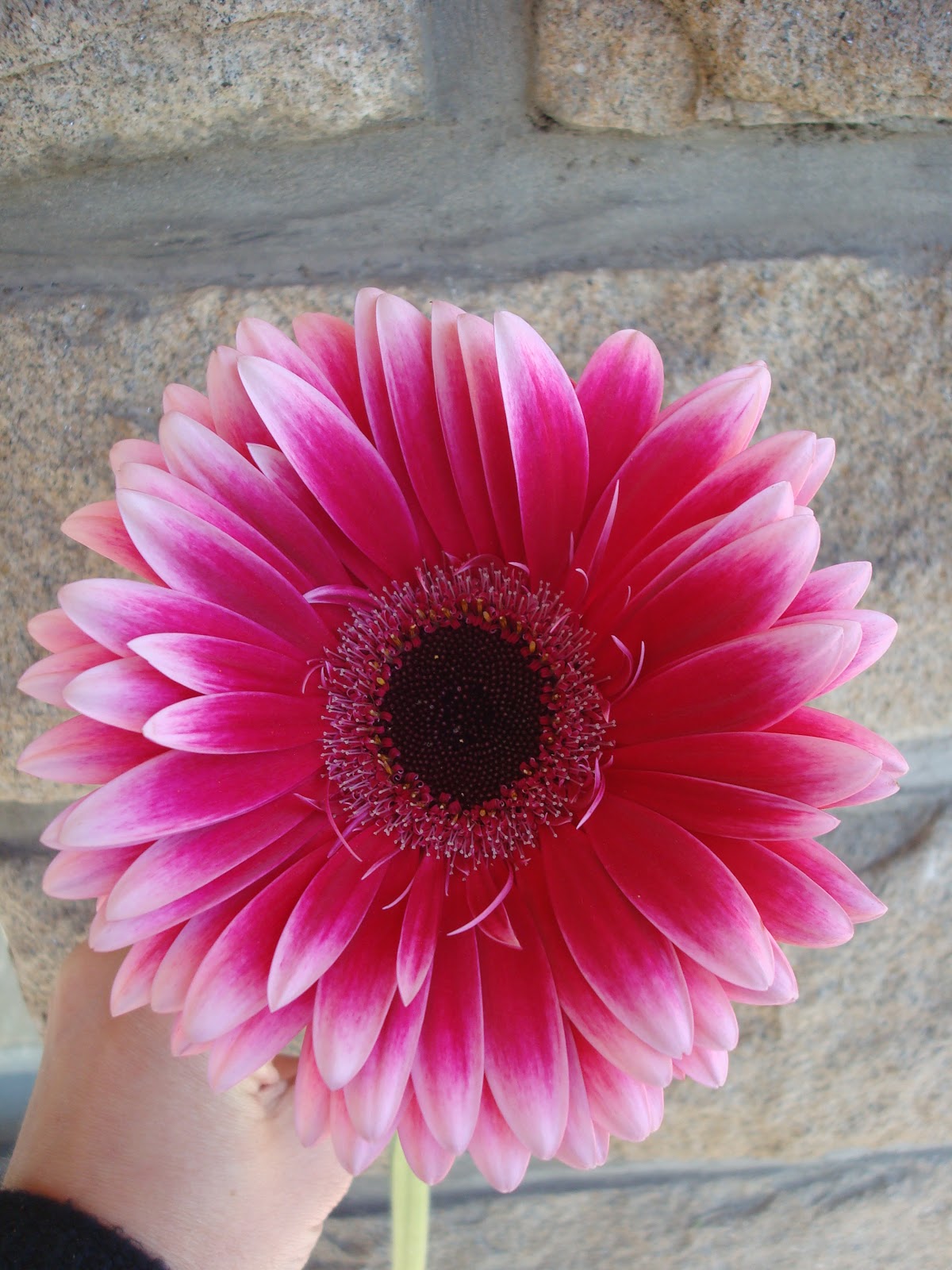 Fleuriste Isabelle Feuvrier: le gerbera Isabelle