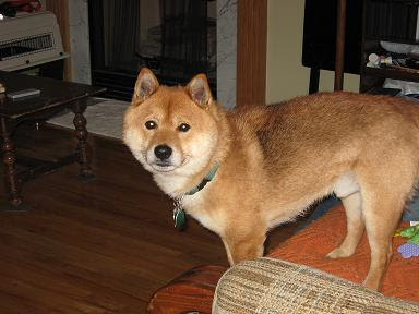 I Am Shiba.: Katan