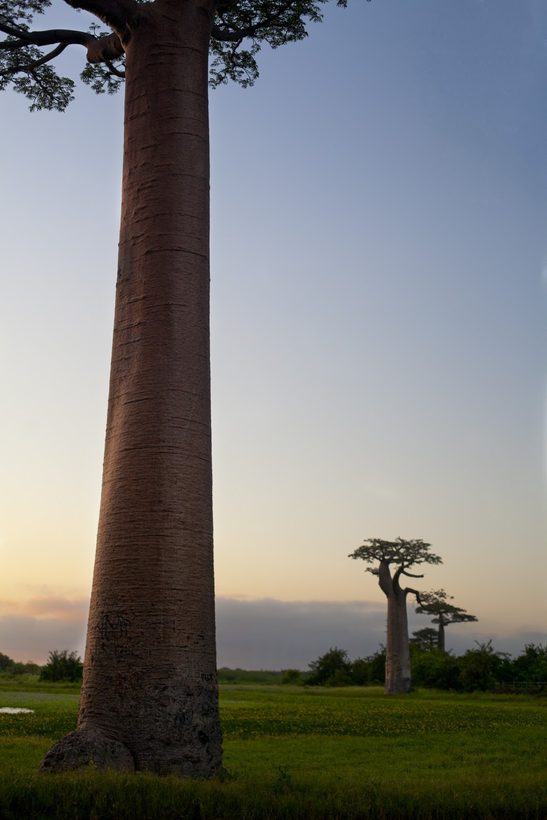 Portraits of the Planet: Madagascar: Baobab Love