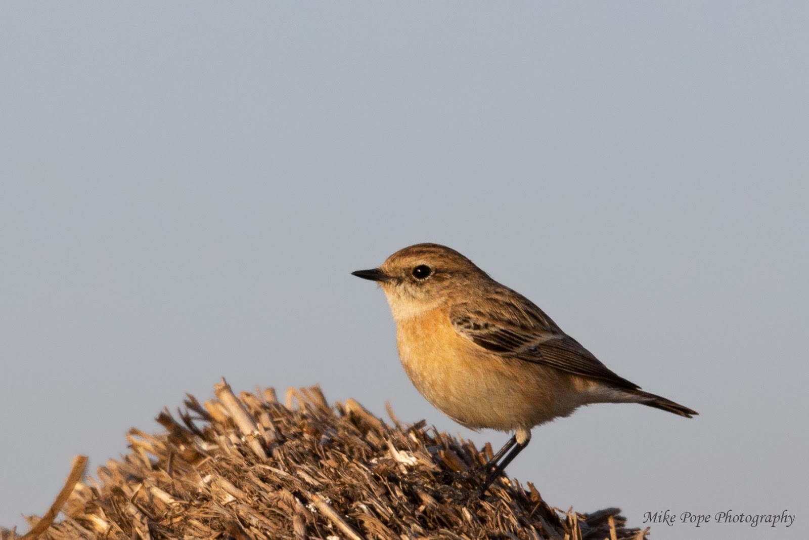 Kuwait Birding: 2019