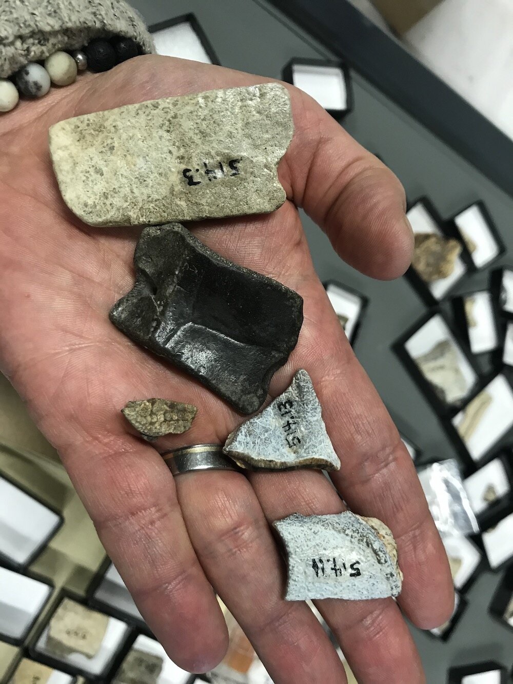 Species New to Science: [Paleontology • 2019] The First Tertiary ...