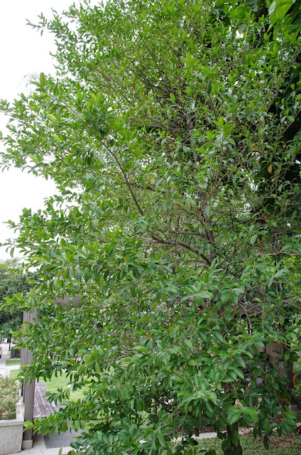 Trees and Plants: Limau Hantu