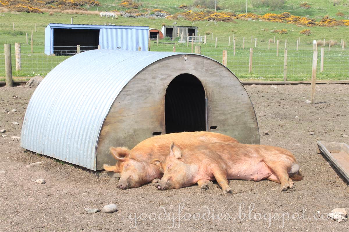 GoodyFoodies: Kids Fun: Doonies Farm, Aberdeen, Scotland