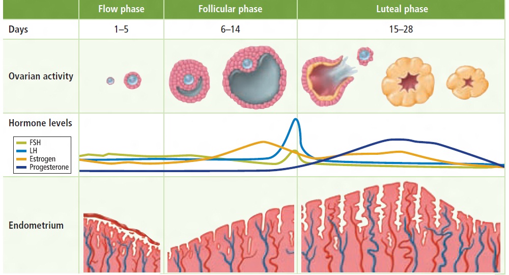Menstruasi | Biologi | Sainsuka