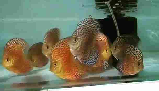 caring for mini aquarium fish - aquafishwater