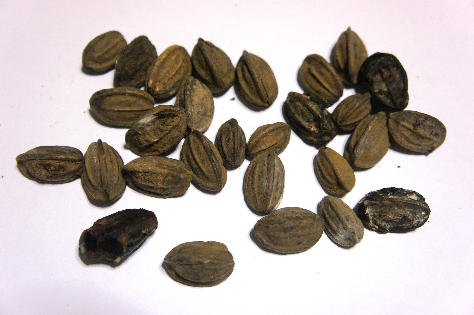 OUR PHILIPPINE TREES: Pili Nut or Not