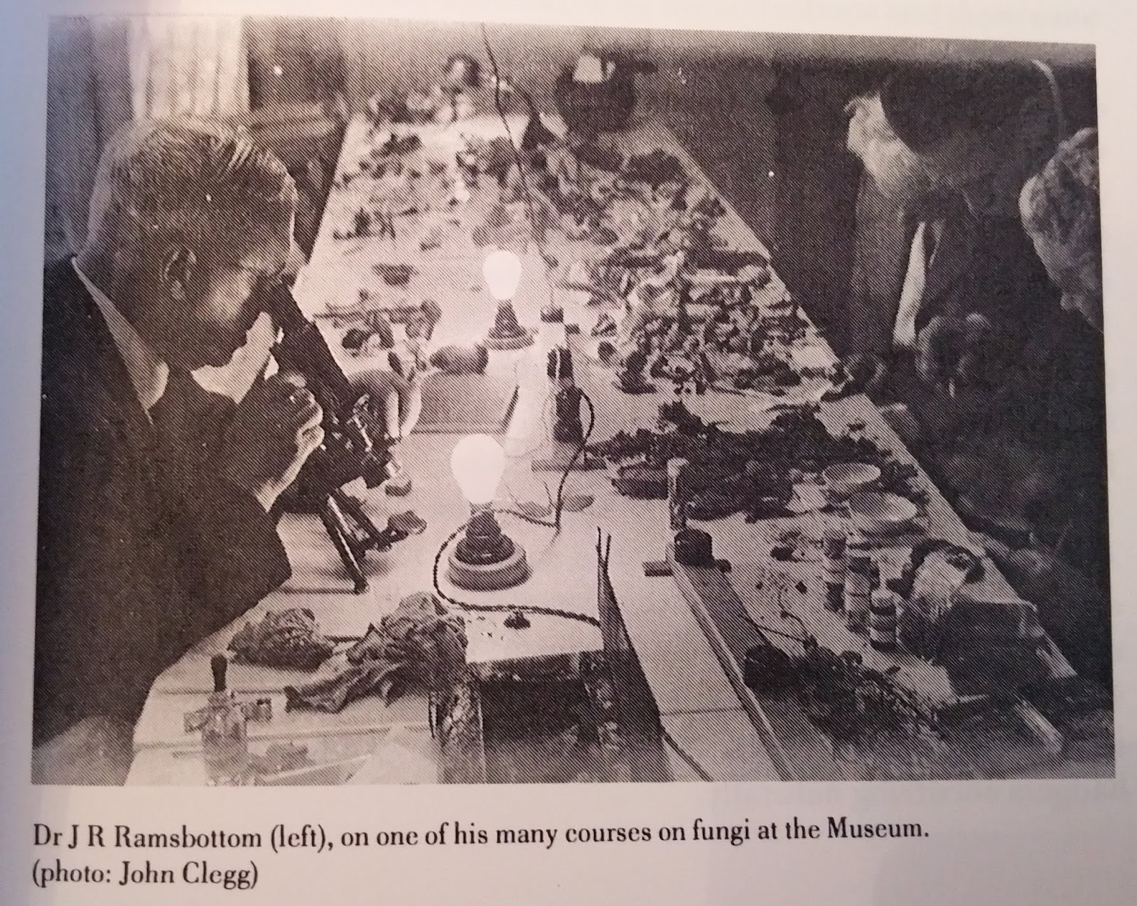 Misidentifying Fungi: October 2017