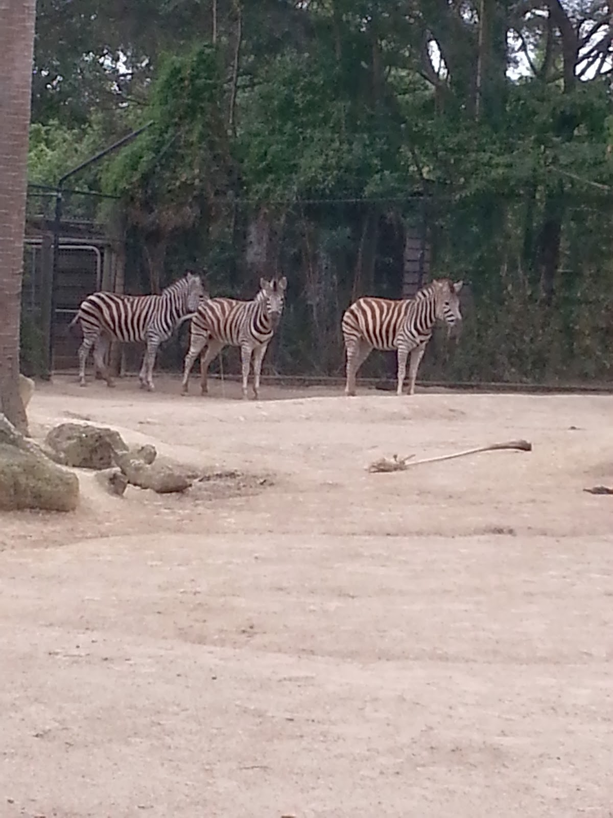 What would Martha do?: I Animal at Melbourne Zoo