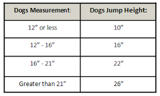 Dog Blog: Introdiction to Dog Agility