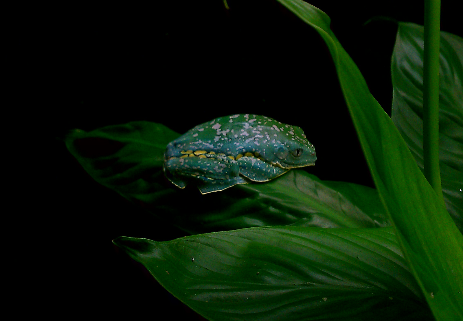 New clutch of Cruziohyla craspedopus (Fringed Leaf Frog) Eggs!!!