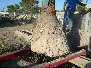 Xtremehorticulture of the Desert: Transplanting Joshua Tree Success ...