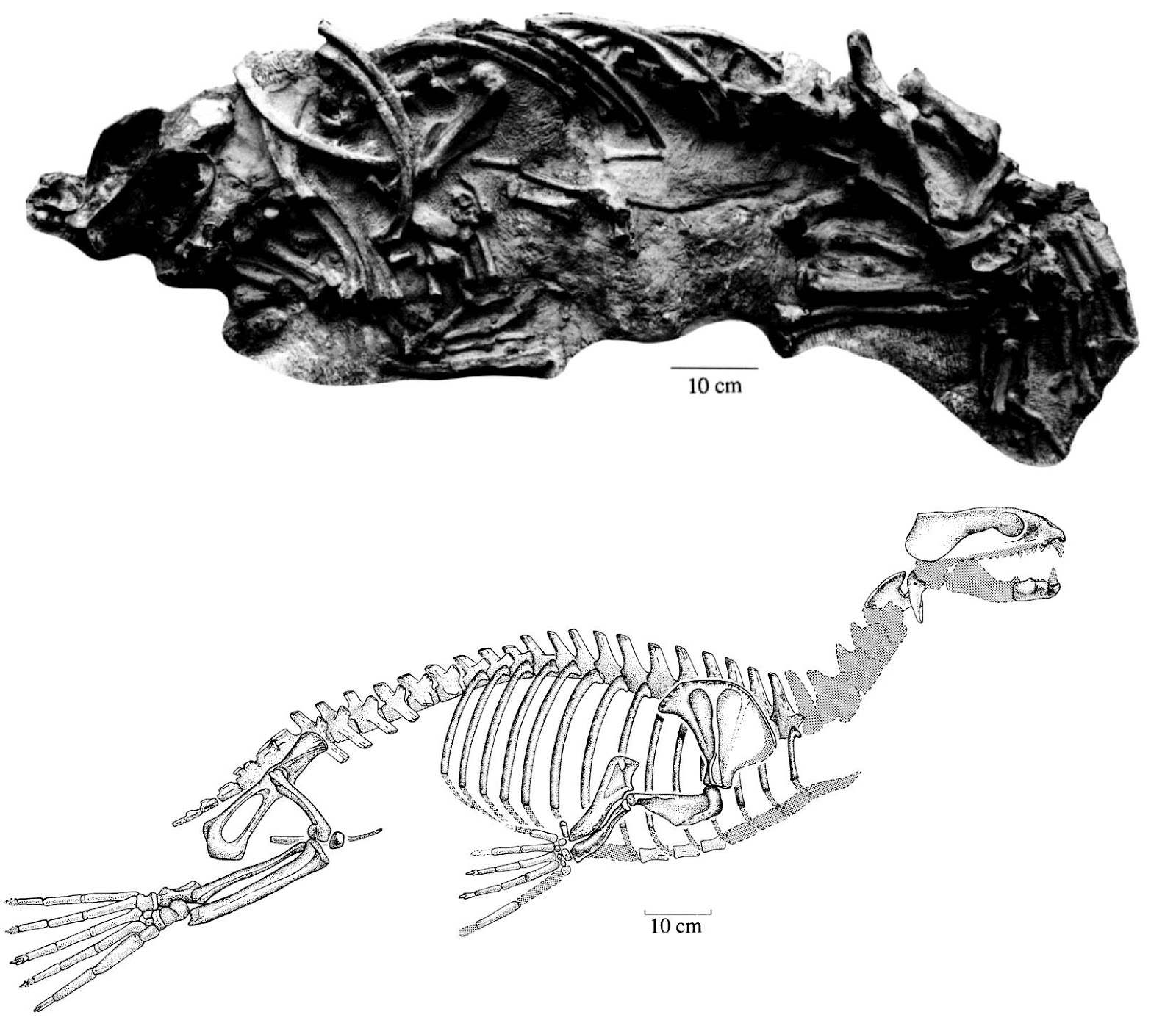 The Coastal Paleontologist: An Eocene pinniped? A critique of Diedrich ...