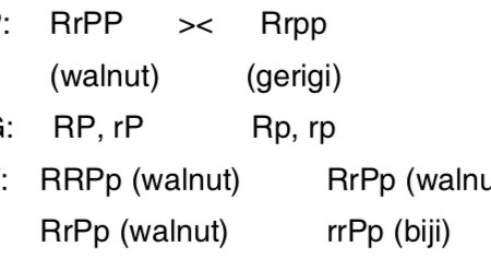 Disilangkan ayam berpial walnut (RrPP) dengan ayam gerigi (Rrpp ...