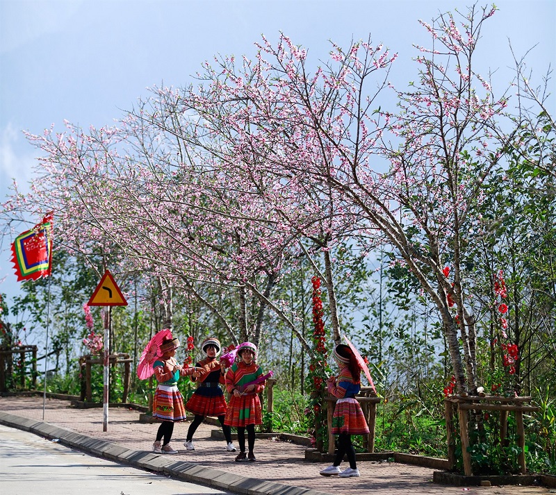 Attractive beauty of Sapa in the season of blooming peach