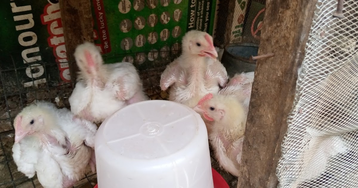 How To Identify The Gender of Your Chicken