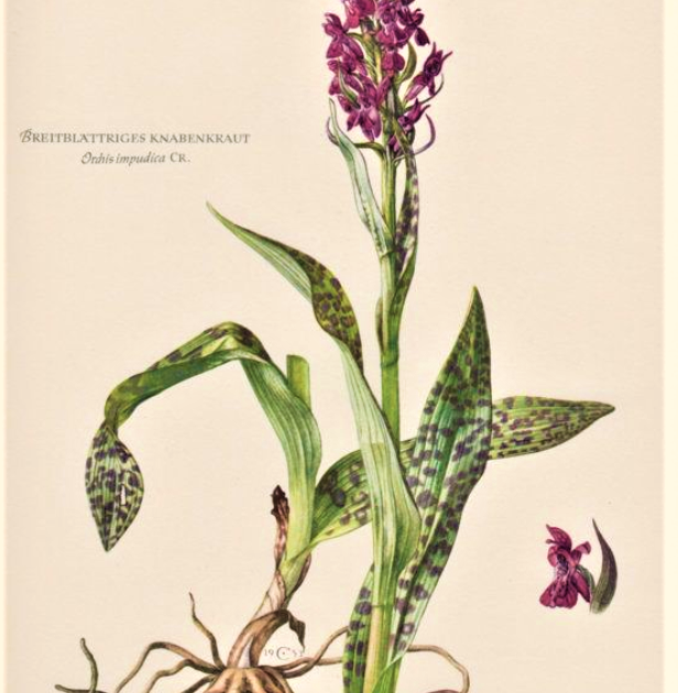 ORCHID |PANCHAUNLE: पाँचऔँले